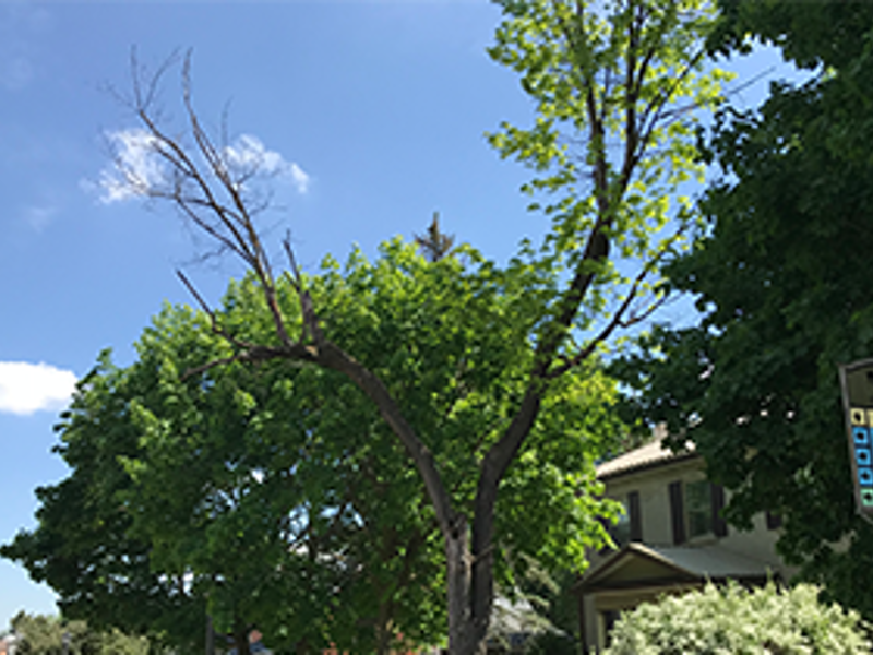 Tree Concern | Township of Centre Wellington